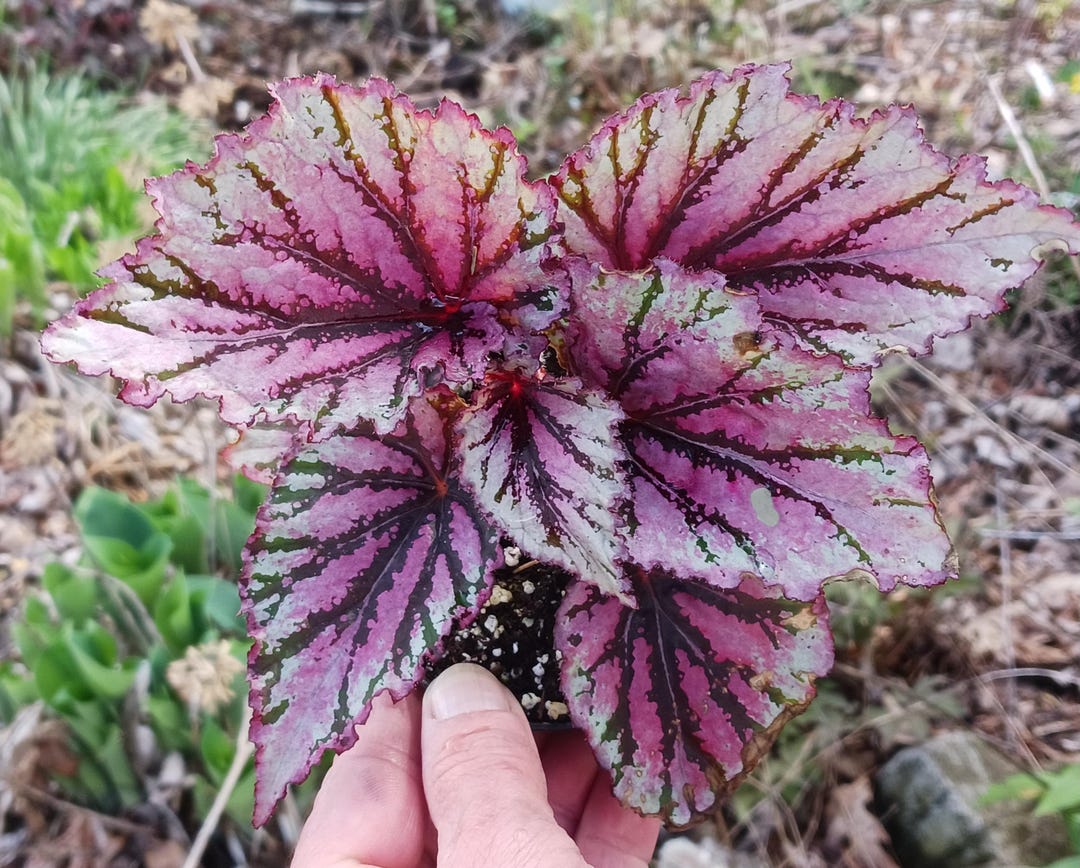 Sri Lanka Rex Begonia - Etsy