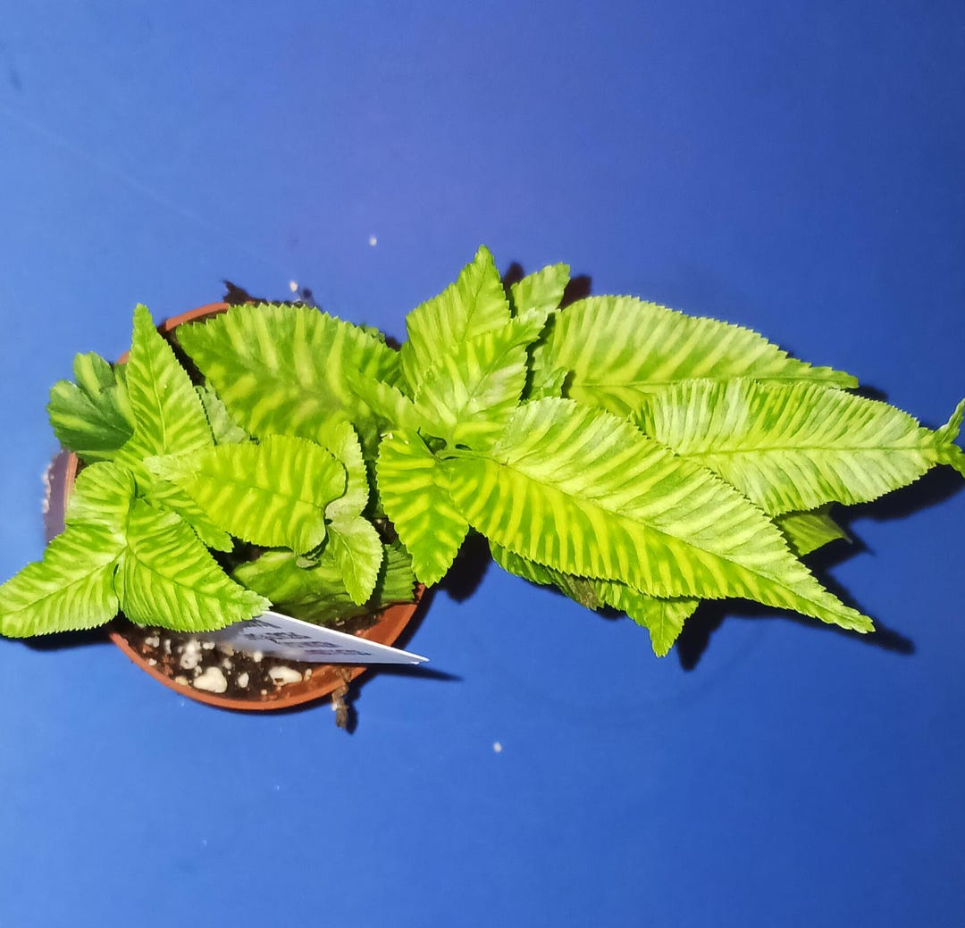 Golden Zebra Bamboo Fern - Etsy