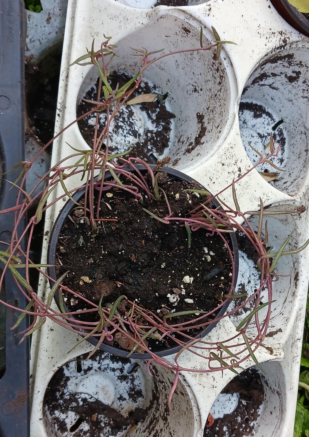 String of Needles - Etsy