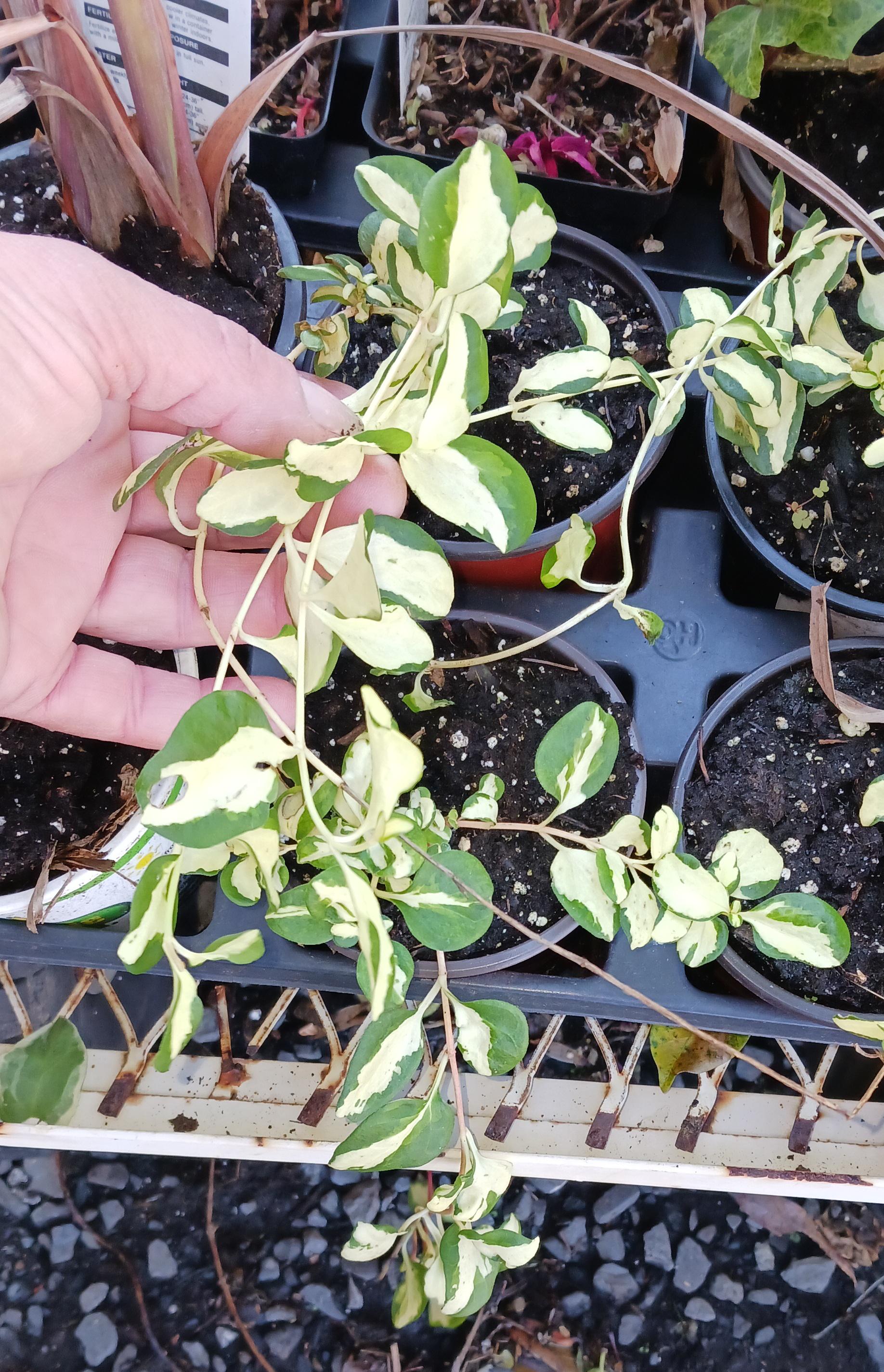 Variegated Vinca Vine Cream Color - Etsy