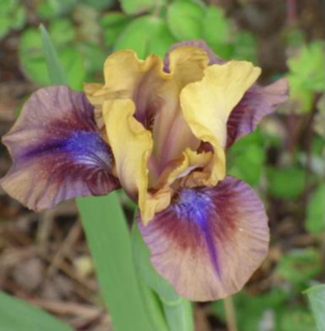 Dwarf Bearded Iris Maglissa - Etsy