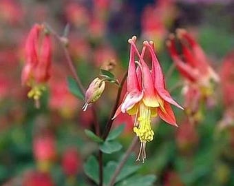 Red Columbine Seeds - PNW Native - Etsy
