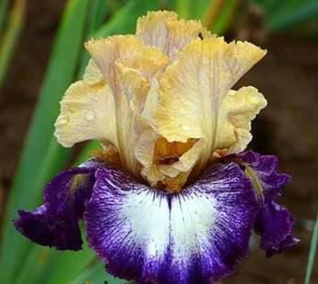 Bearded Iris Tuber Margin Call - Etsy