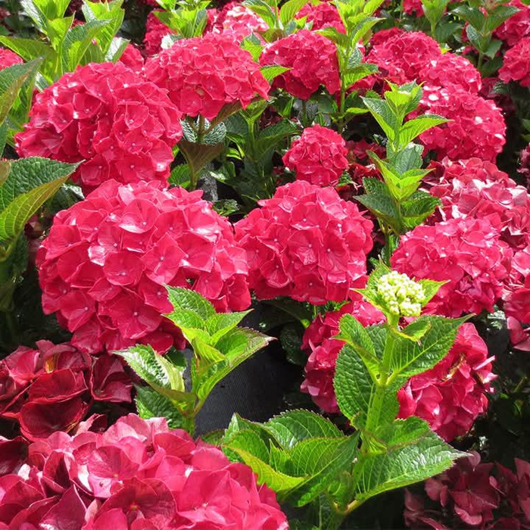 Hydrangea Ruby Red - Etsy
