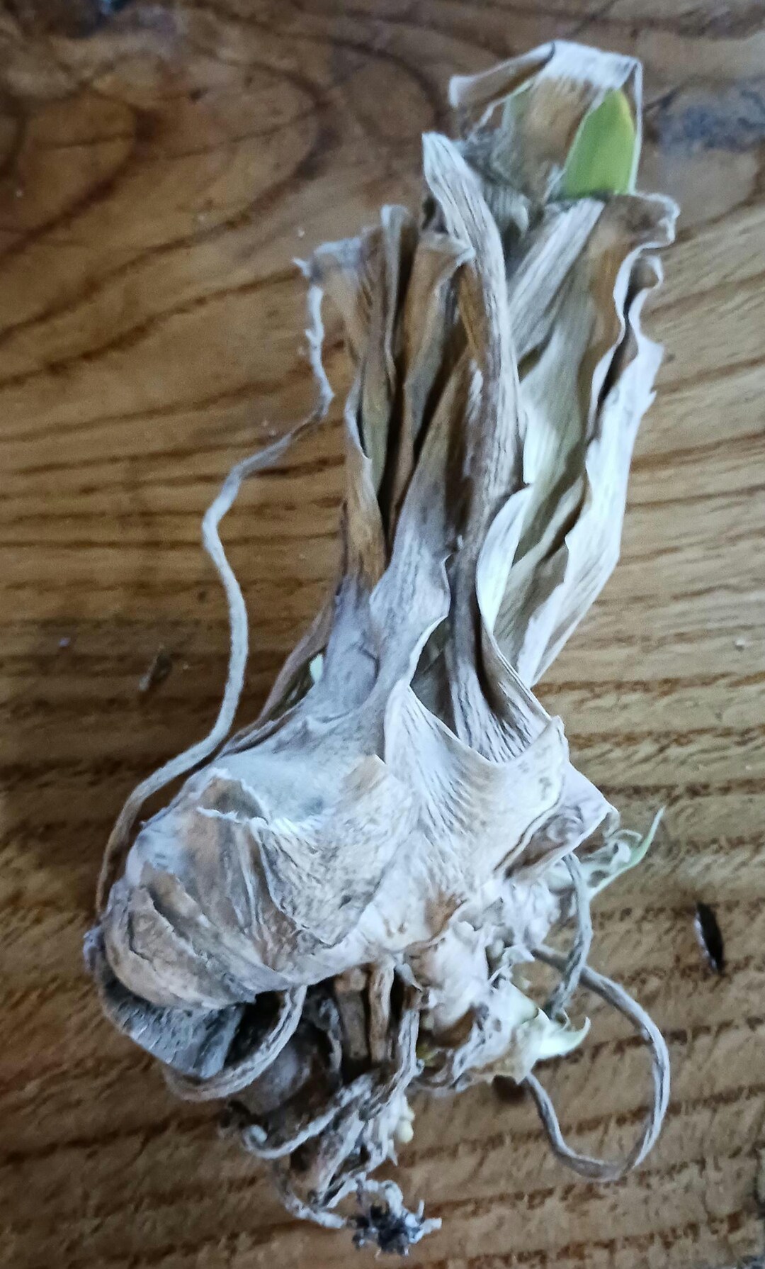 Bearded Iris Tuber Twist of Sheree - Etsy