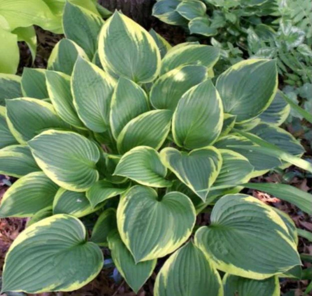 Hosta F. Aureomarginata - Etsy
