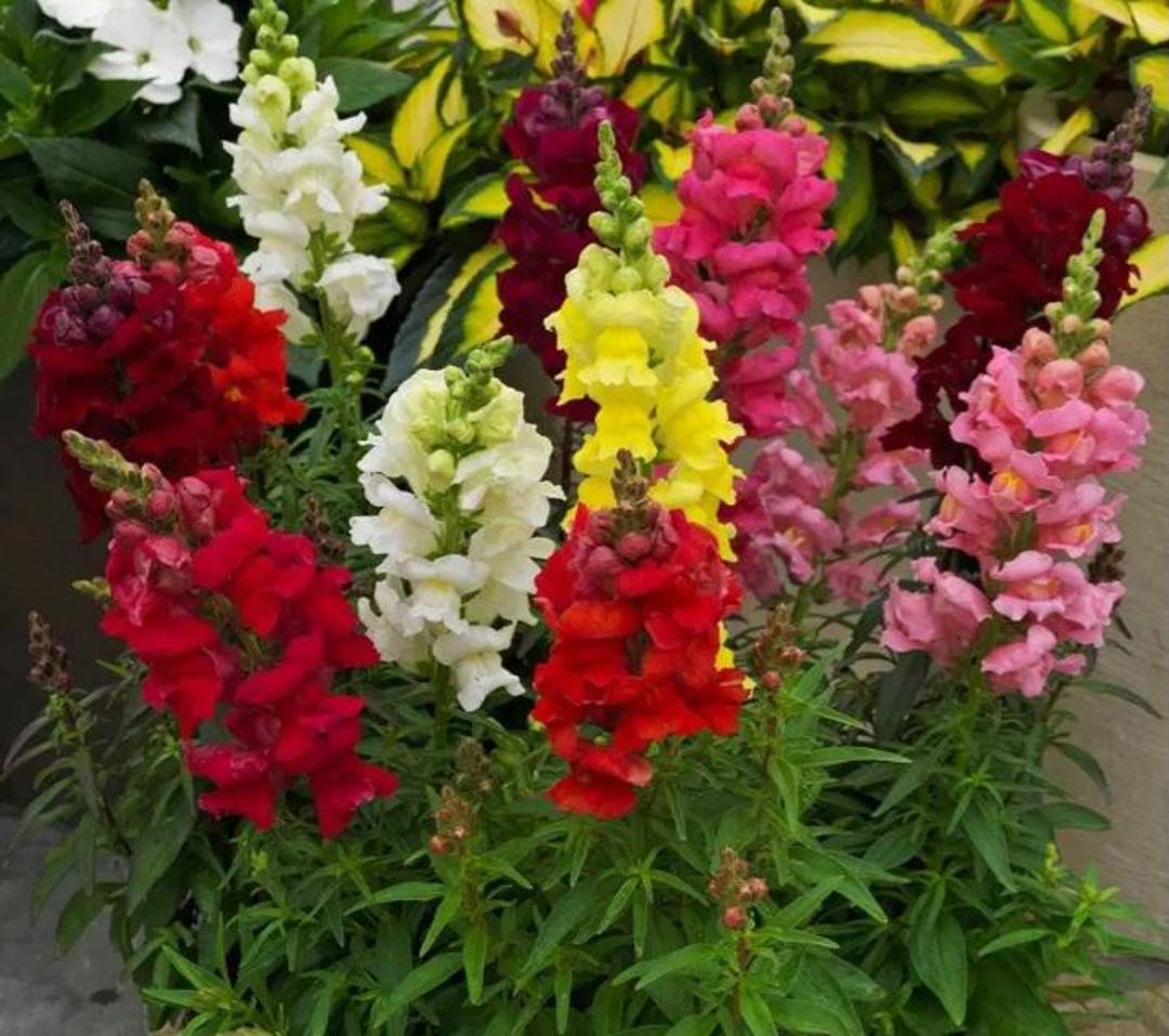 Snapdragon Sonnet Mix 2 Pots - Etsy