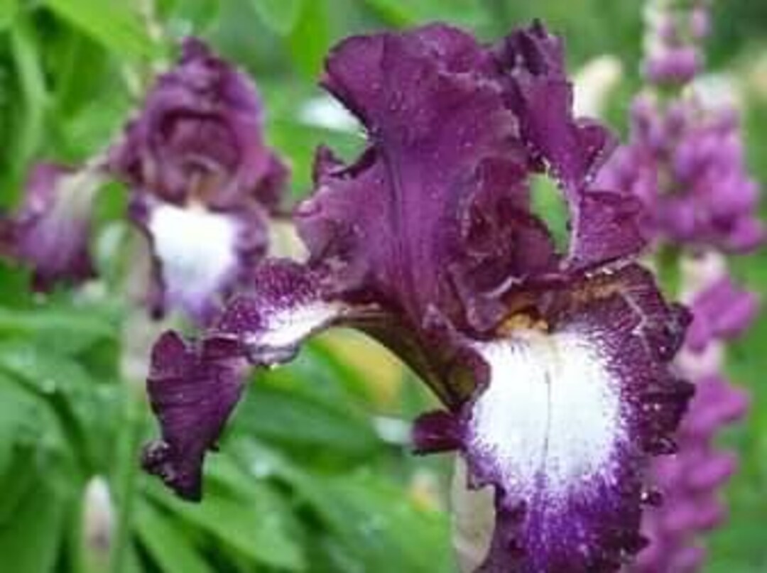 Bearded Iris Tuber Tennison Ridge - Etsy