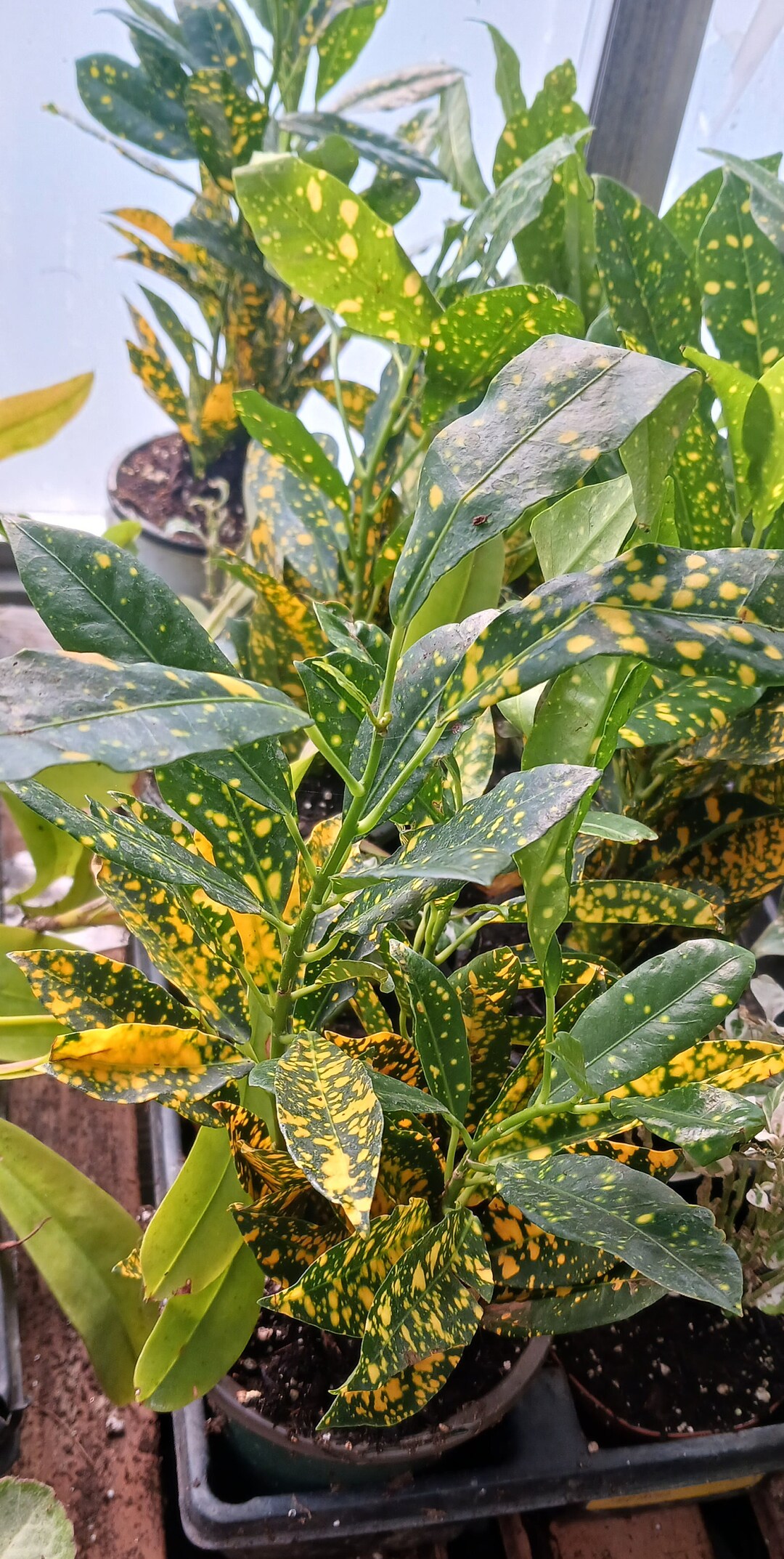 Croton Gold Dust - Etsy