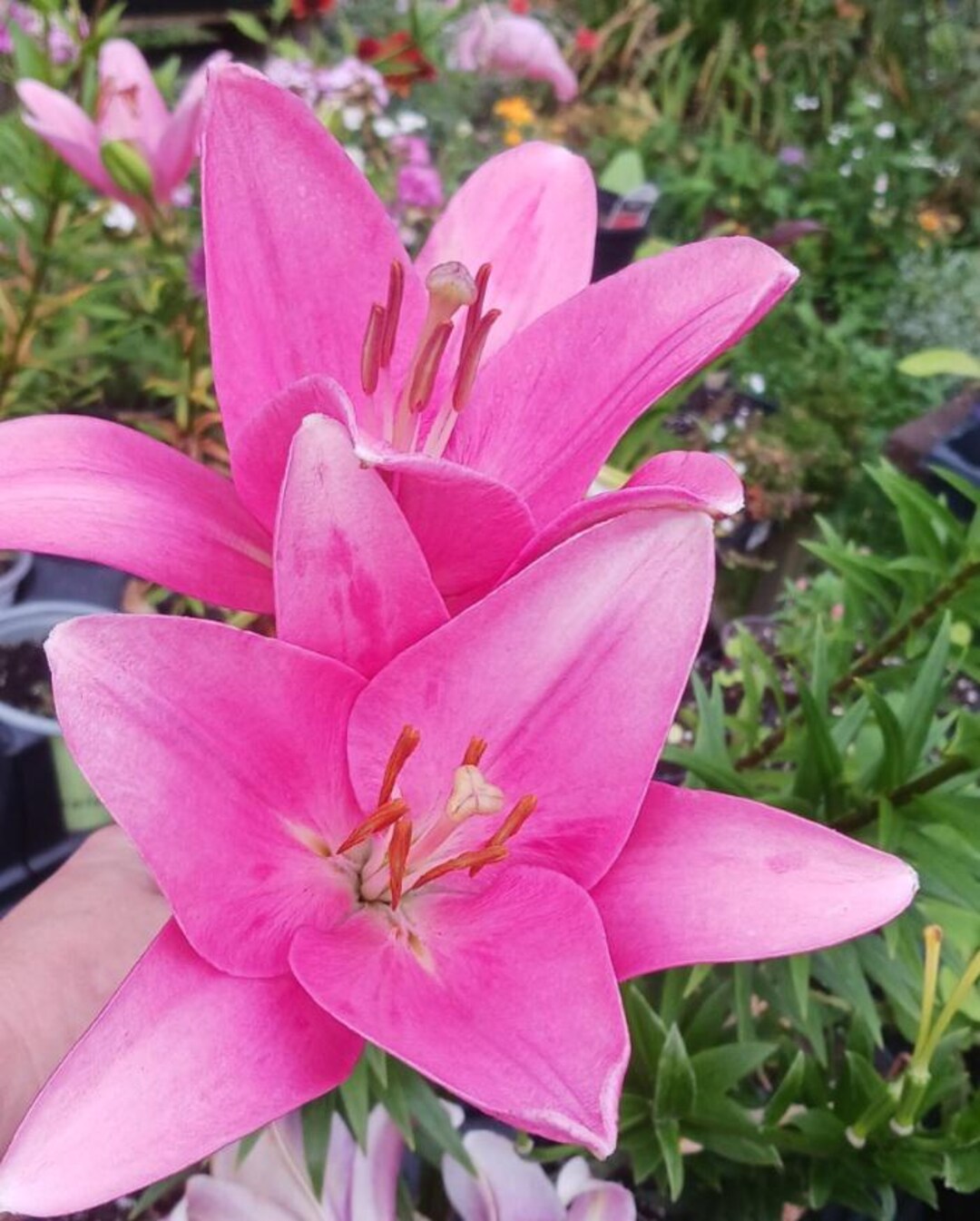 Pink Asiatic Lily Bulb - Etsy