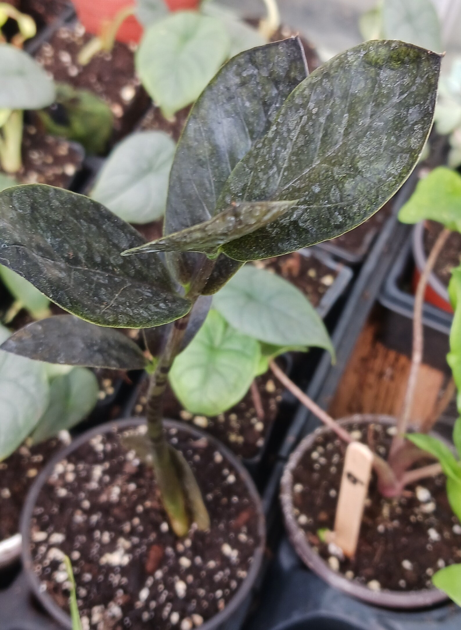 Raven Zz Plant - Etsy