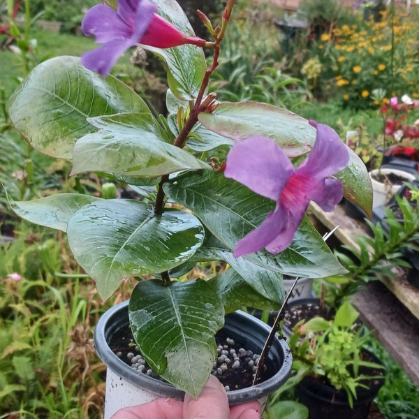 Mandevilla Plant - Etsy