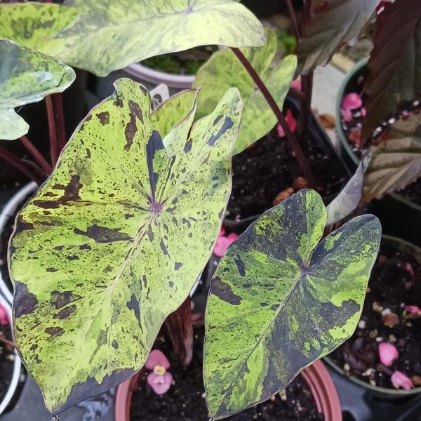 Colocasia Mojito - Etsy