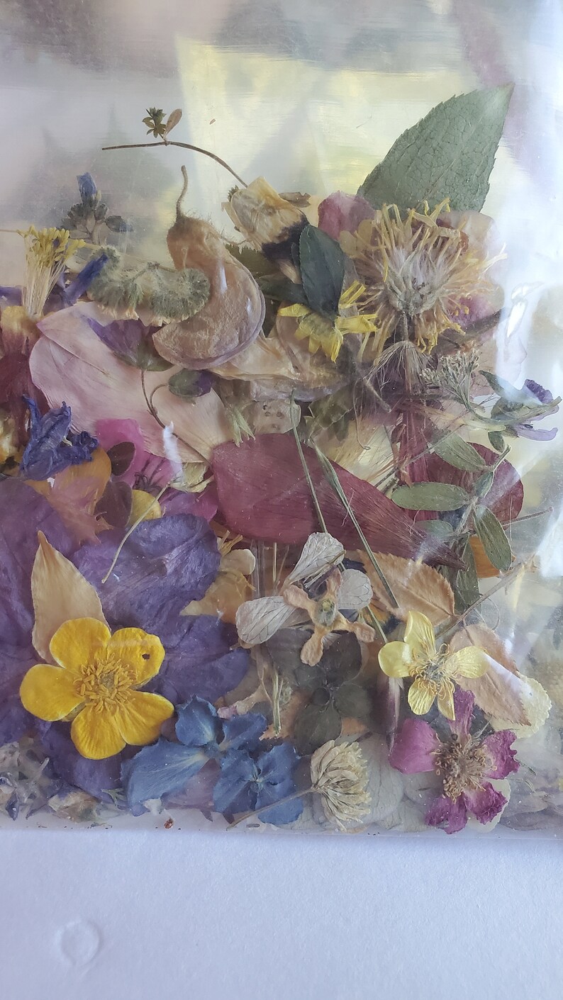 Dried Pressed Flowers. Mixed Nature Real Flowers in Packs to Craft Your ...