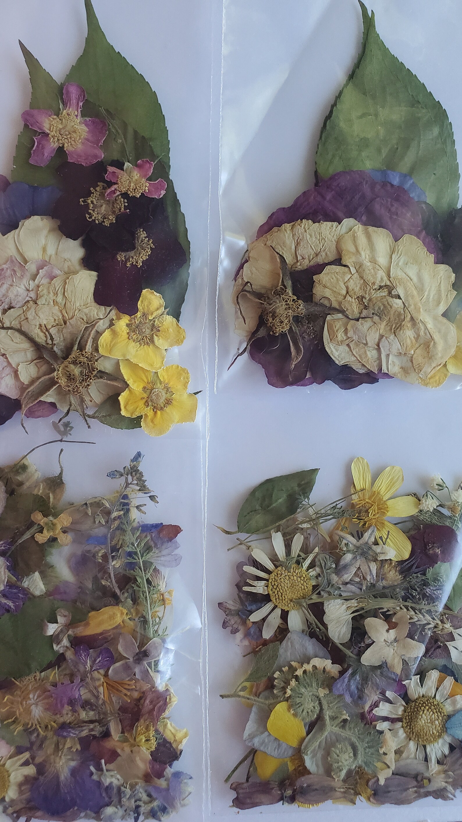 Dried Pressed Flowers. Mixed Nature Real Flowers in Packs to Craft Your ...