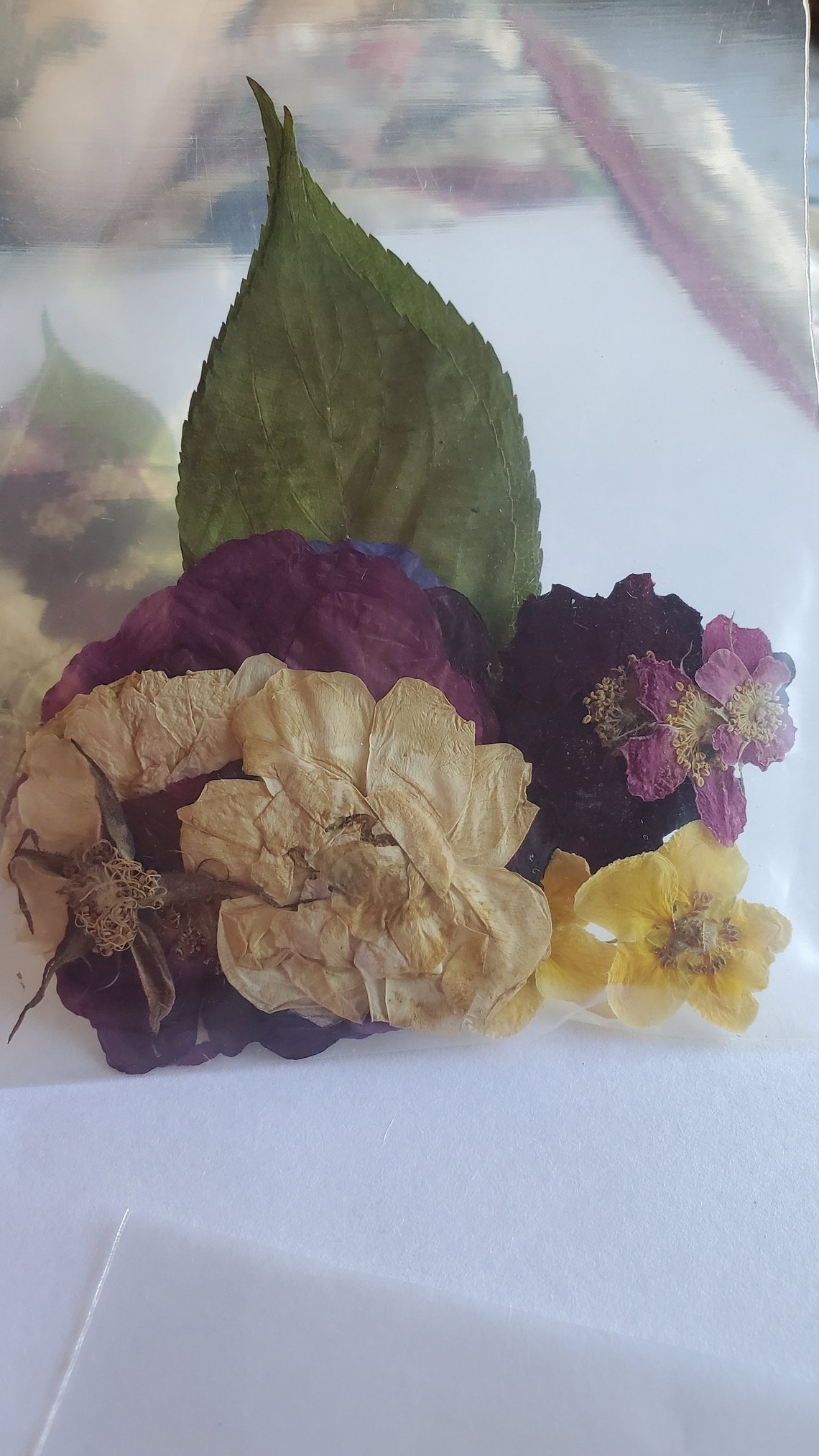 Dried Pressed Flowers. Mixed Nature Real Flowers in Packs to Craft Your ...