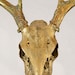 Real Gilded Deer Skull - 23K Gold With Variegated Gold Horns - Luxury ...