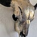 Buffalo Skull Pewter Leafed - Etsy