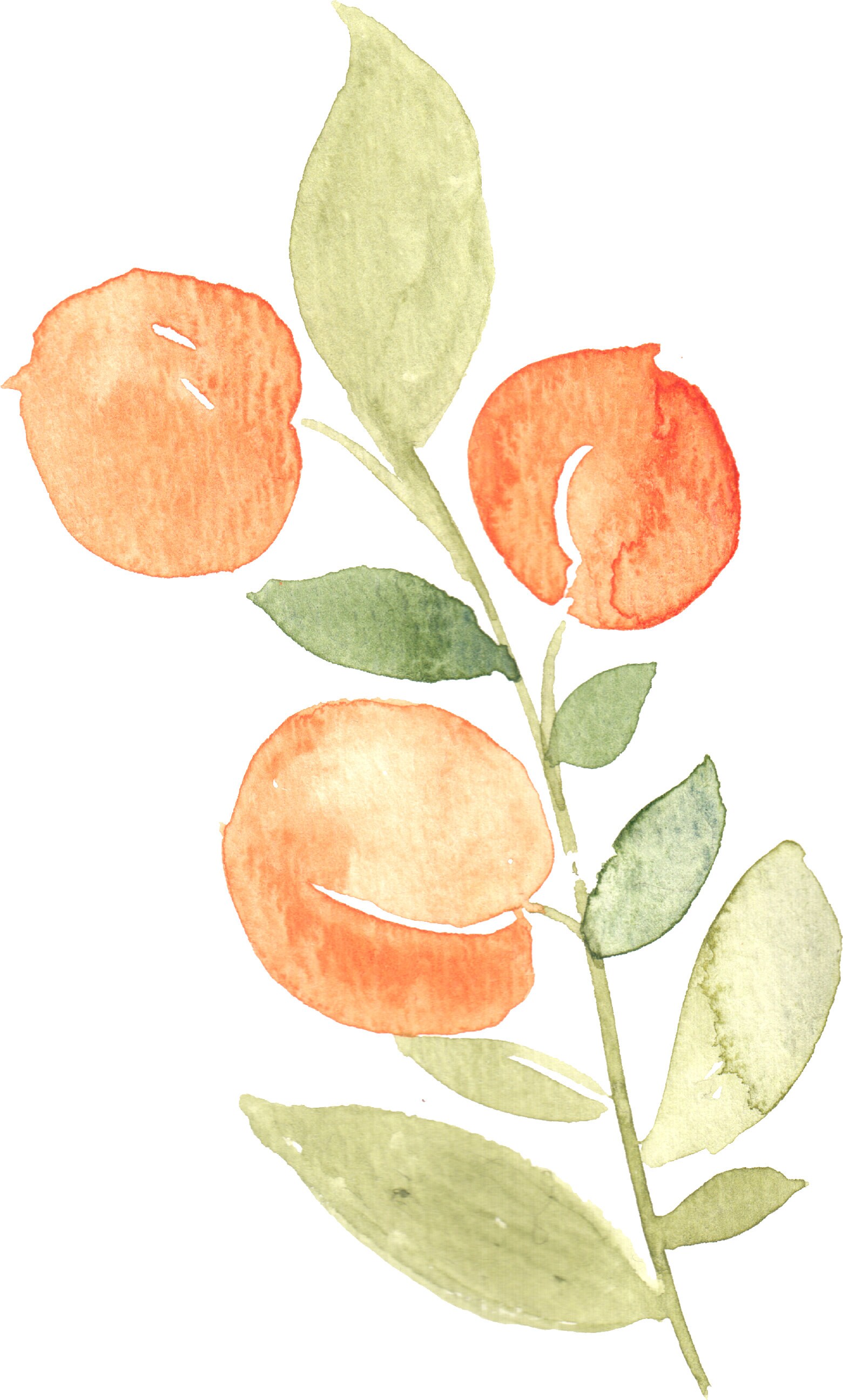 WATERCOLOR PEACHES + GREENERY Clipart Download, Commercial Use, Painted ...