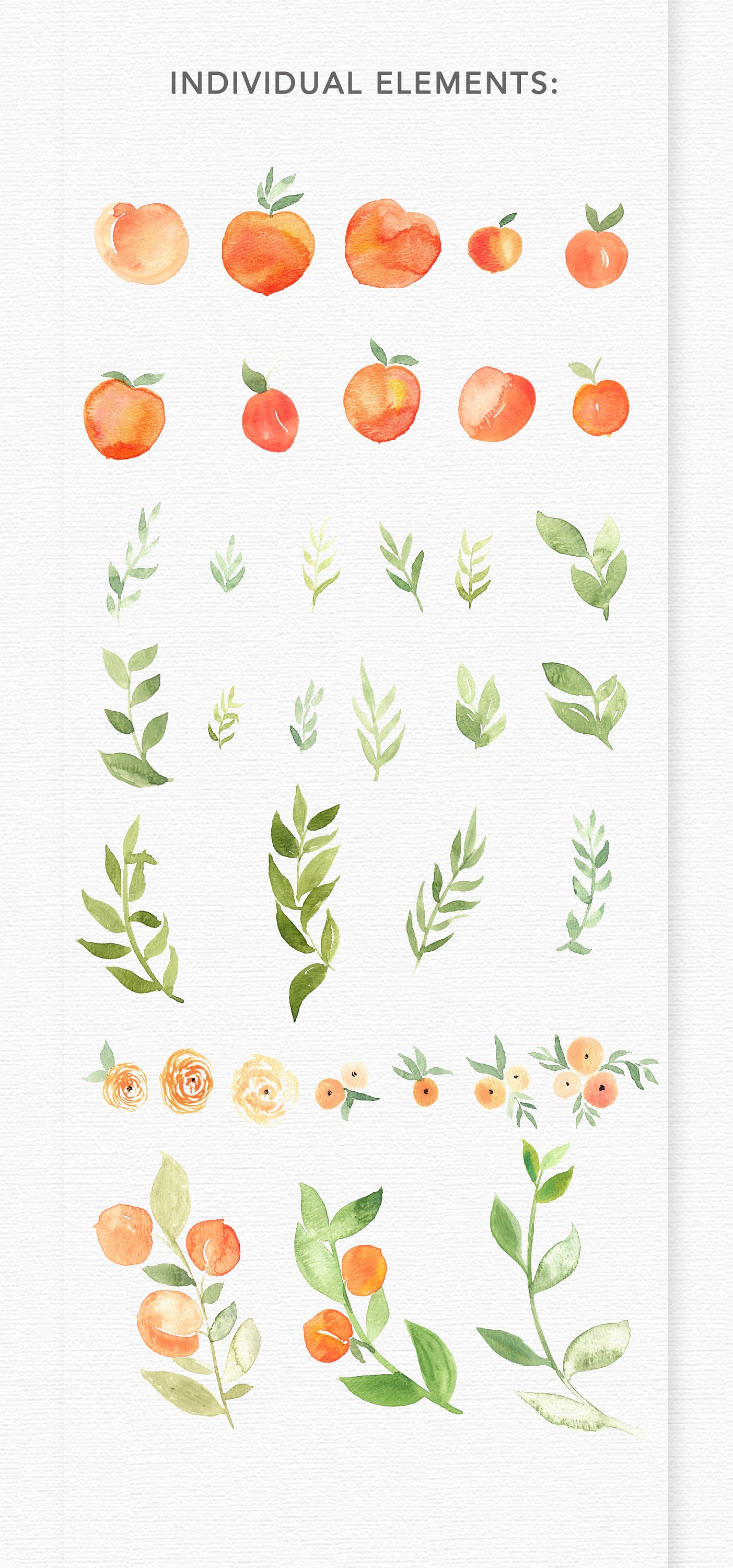 WATERCOLOR PEACHES + GREENERY Clipart Download, Commercial Use, Painted ...