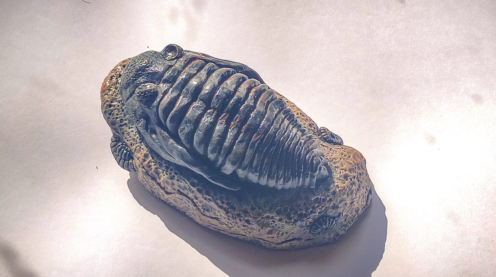 Trilobite Fossil Replica - 5 Inch - Etsy