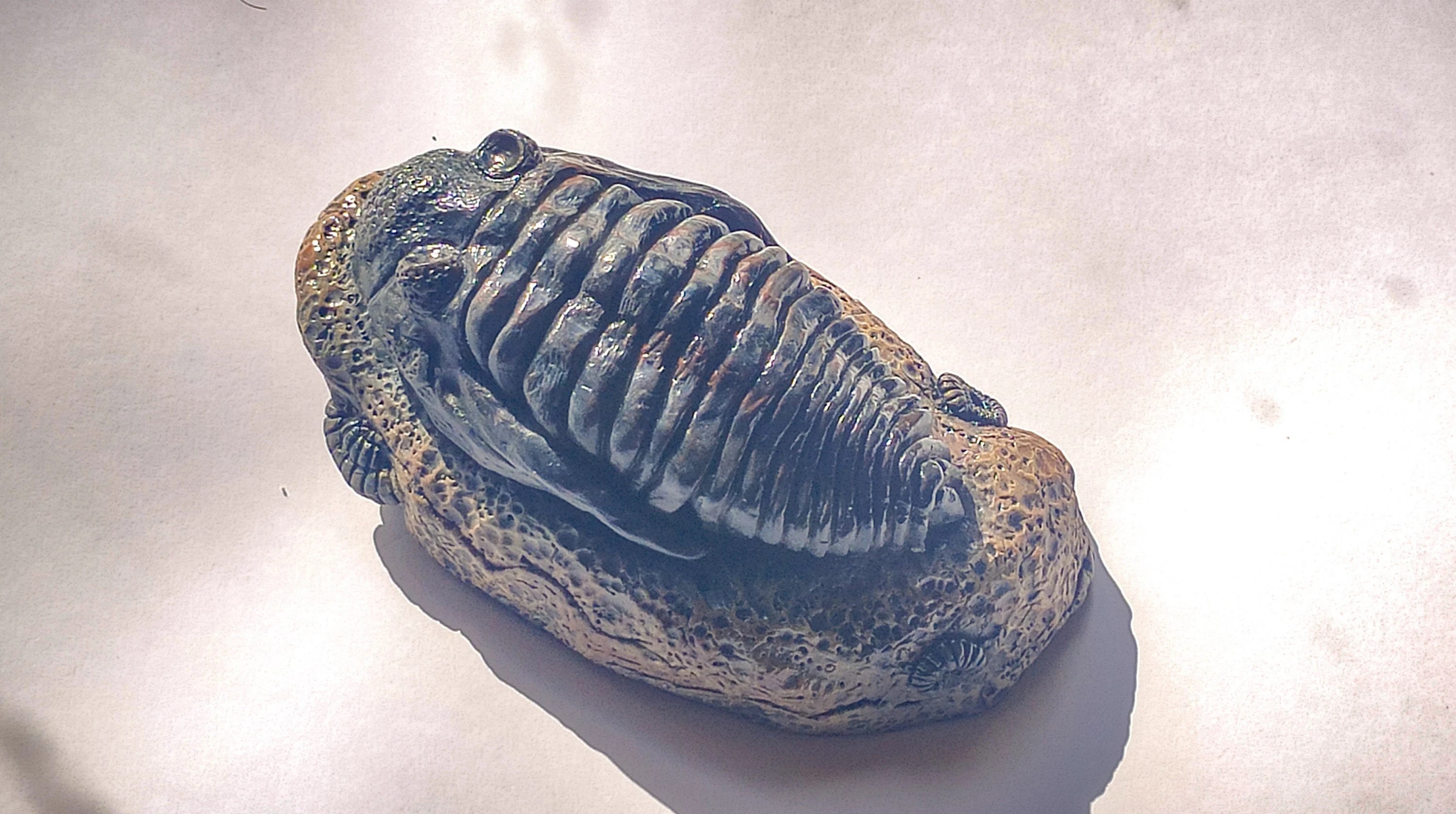 Trilobite Fossil Replica - 5 Inch - Etsy