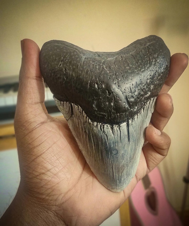 Megalodon Tooth (resin Replica) 5-inch - Etsy
