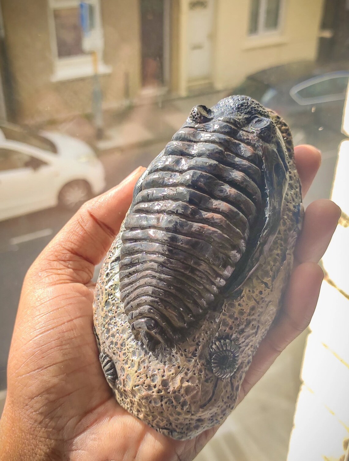 Trilobite Fossil Replica - 5 Inch - Etsy