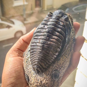Trilobite Fossil Replica - 5 Inch - Etsy