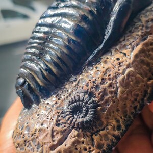 Trilobite Fossil Replica - 5 Inch - Etsy