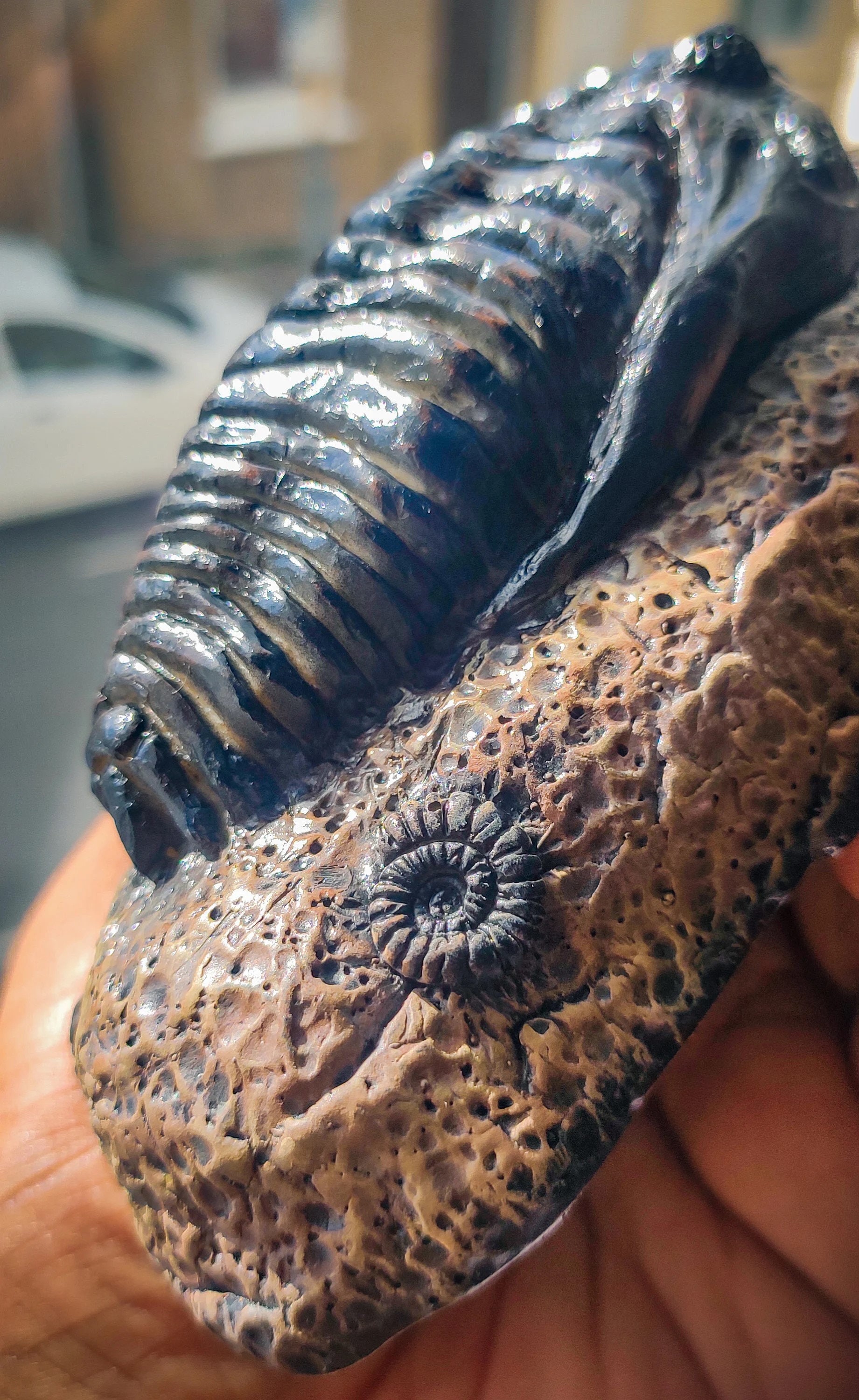 Trilobite Fossil Replica - 5 Inch - Etsy