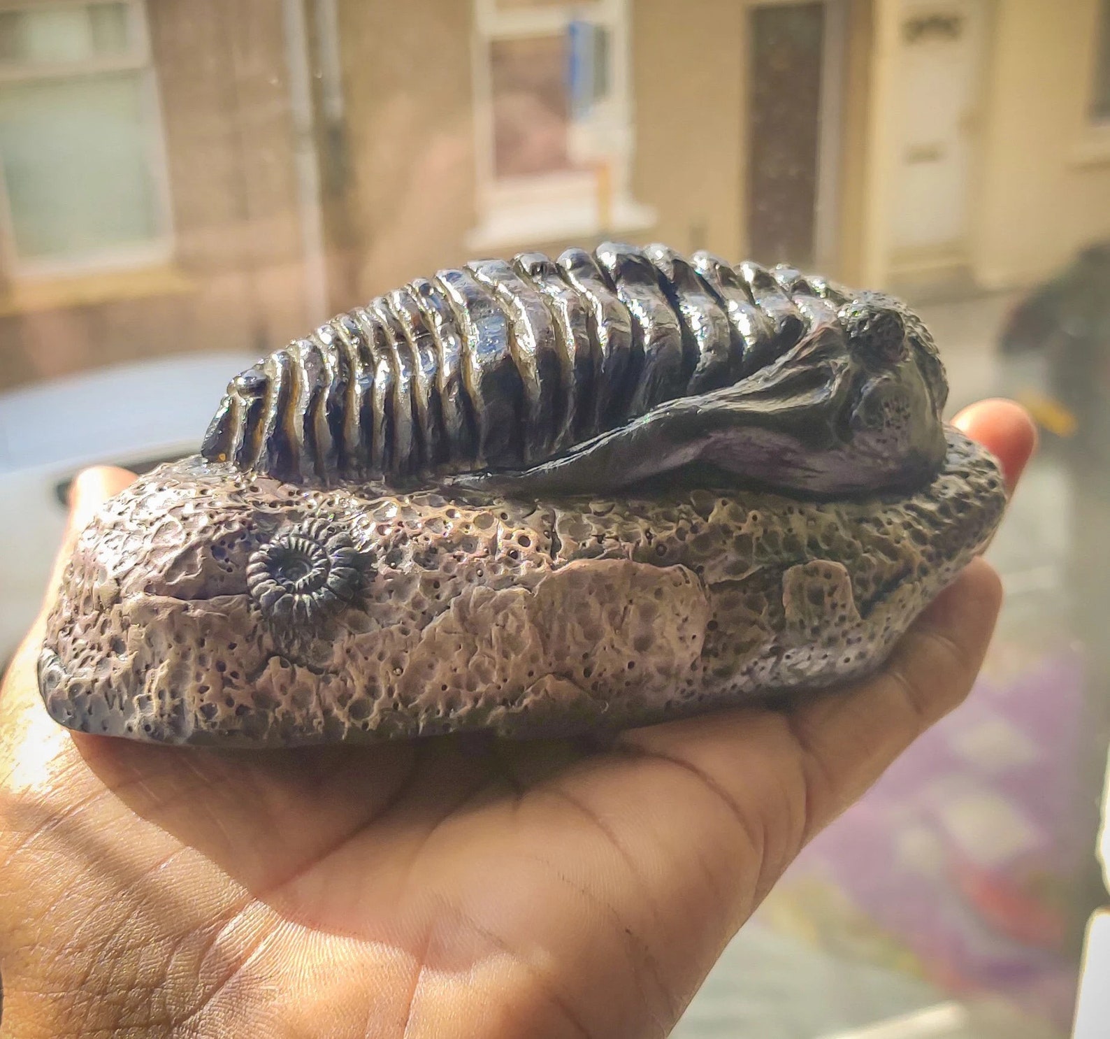 Trilobite Fossil Replica - 5 Inch - Etsy