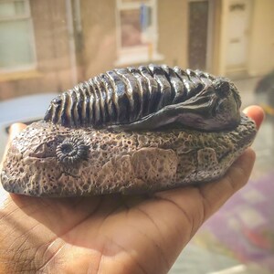 Trilobite Fossil Replica - 5 Inch - Etsy