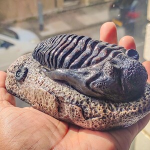 Trilobite Fossil Replica - 5 Inch - Etsy