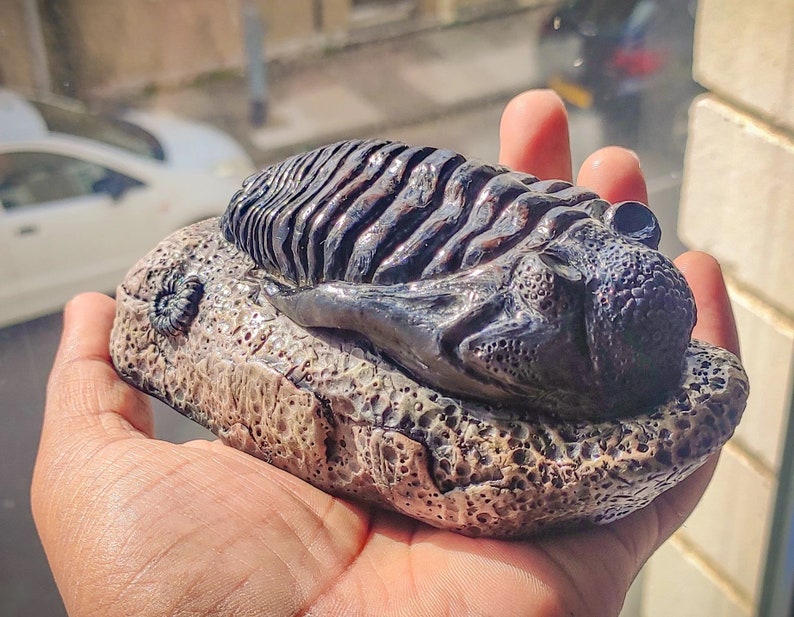 Trilobite Fossil Replica - 5 Inch - Etsy