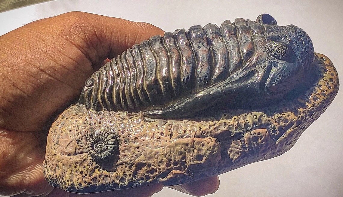 Trilobite Fossil Replica - 5 Inch - Etsy