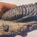Trilobite Fossil Replica - 5 Inch - Etsy