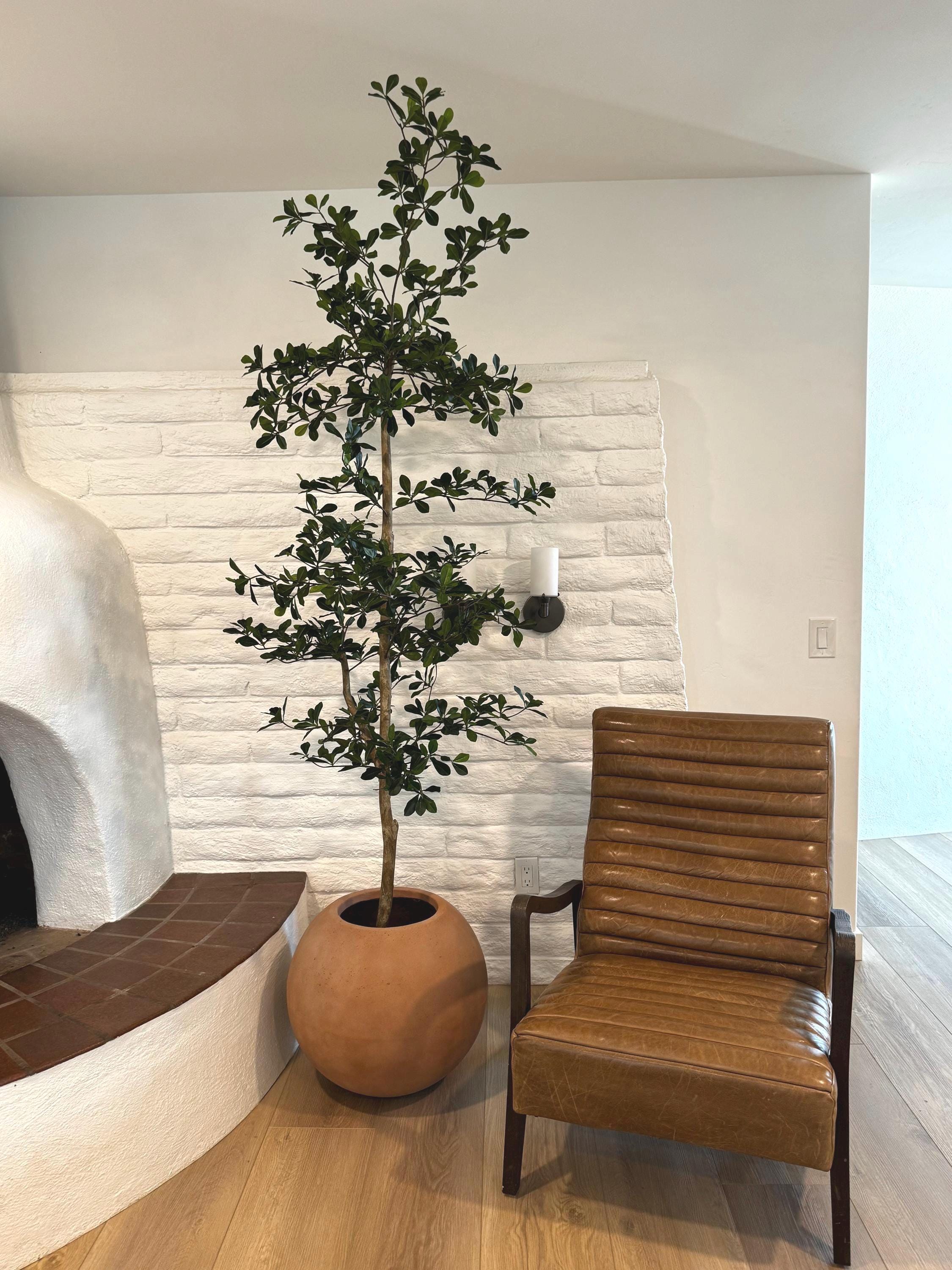 8' Shady Lady Black Olive Tree, Black Olive Tree, Shady Lady Tree, Faux ...