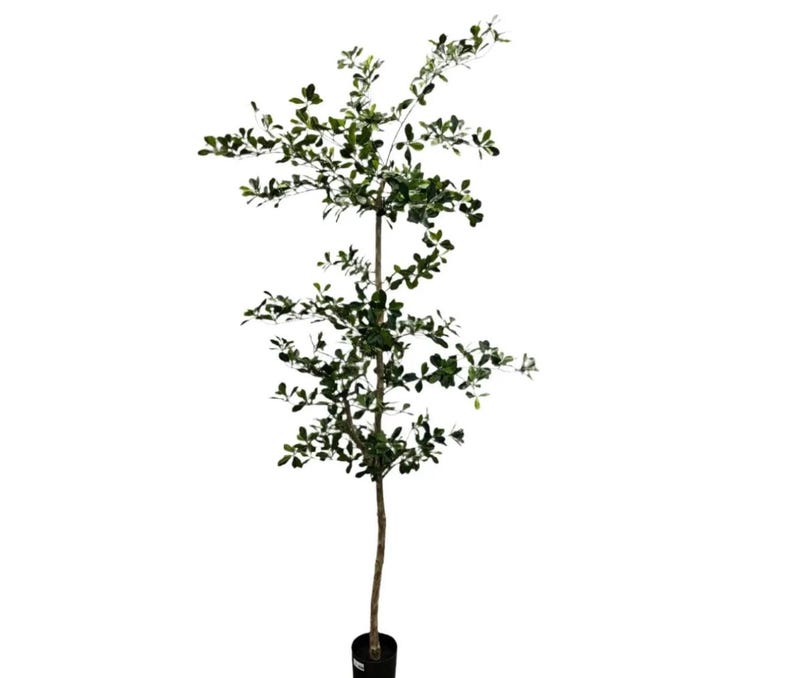 8' Shady Lady Black Olive Tree, Black Olive Tree, Shady Lady Tree, Faux ...