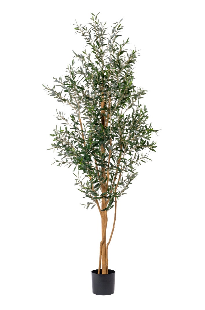 Clay Planter, Fruitless Olive Tree, Vintage Style Planter, Vintage ...