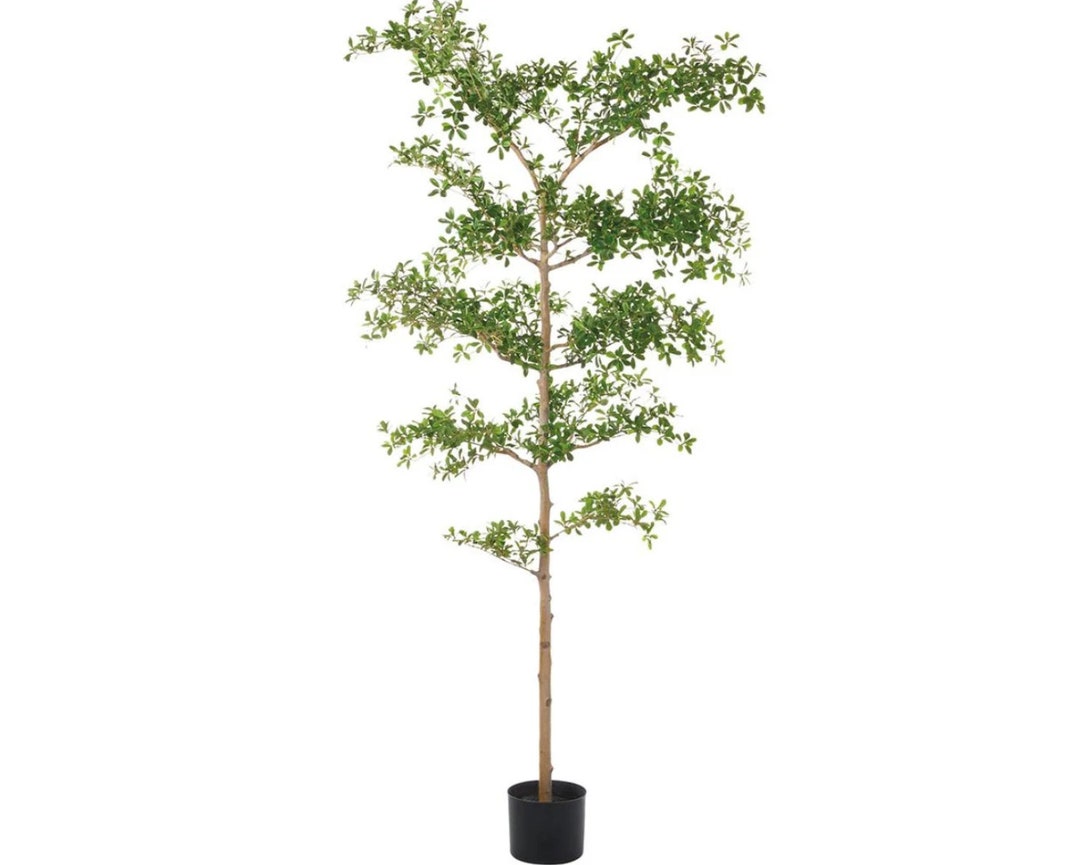 Faux Black Olive Tree, Shady Lady Tree, Black Olive Tree, Olive Tree - Etsy