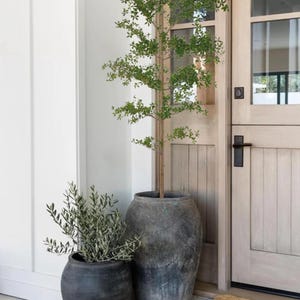 Faux Black Olive Tree, Shady Lady Tree, Black Olive Tree, Olive Tree - Etsy