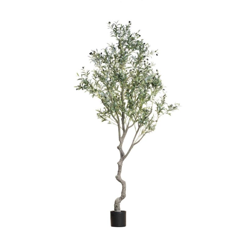 Olive Tree - Etsy