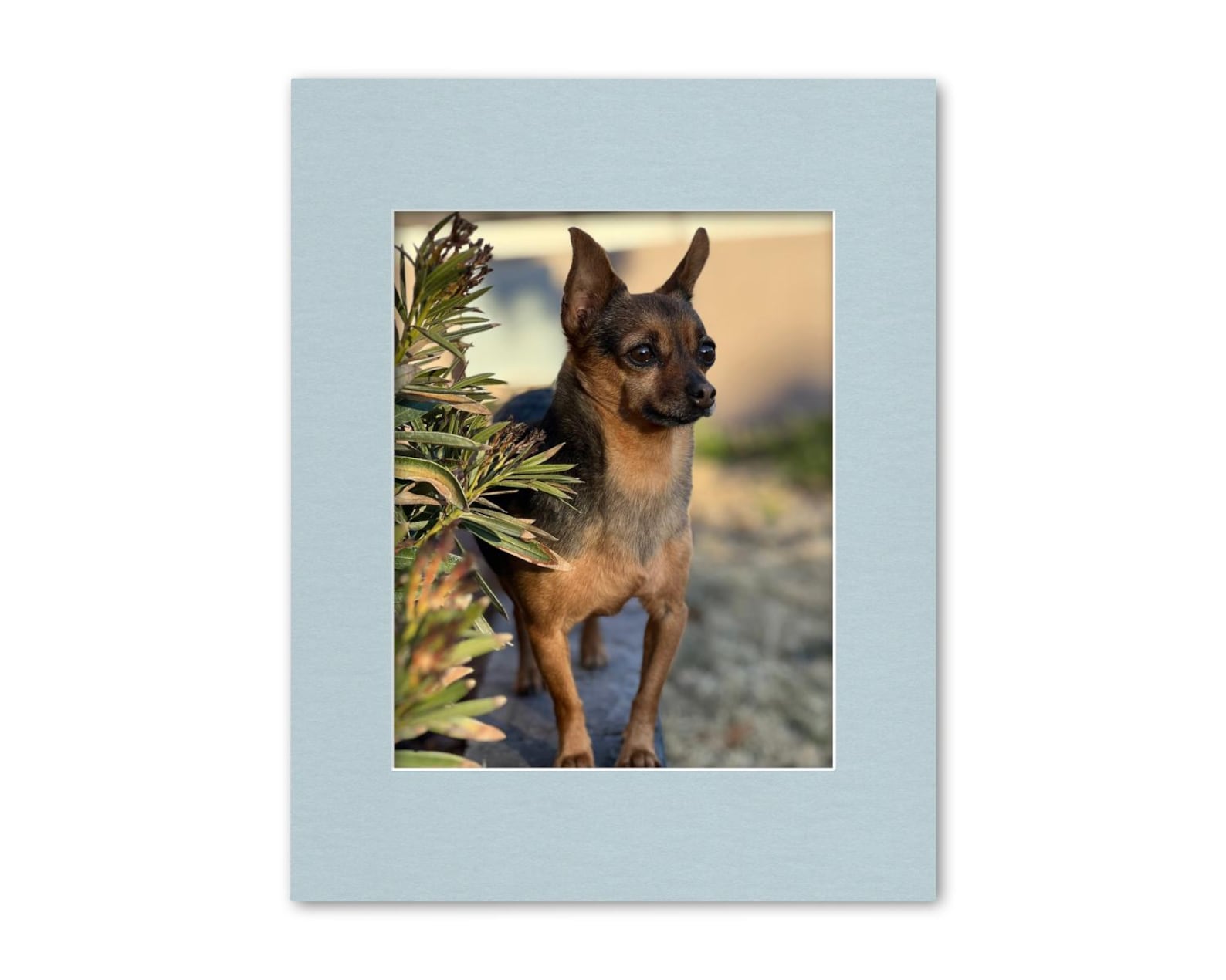Baby Blue Premium Matboard | Choose You Size and Opening for Photo or ...