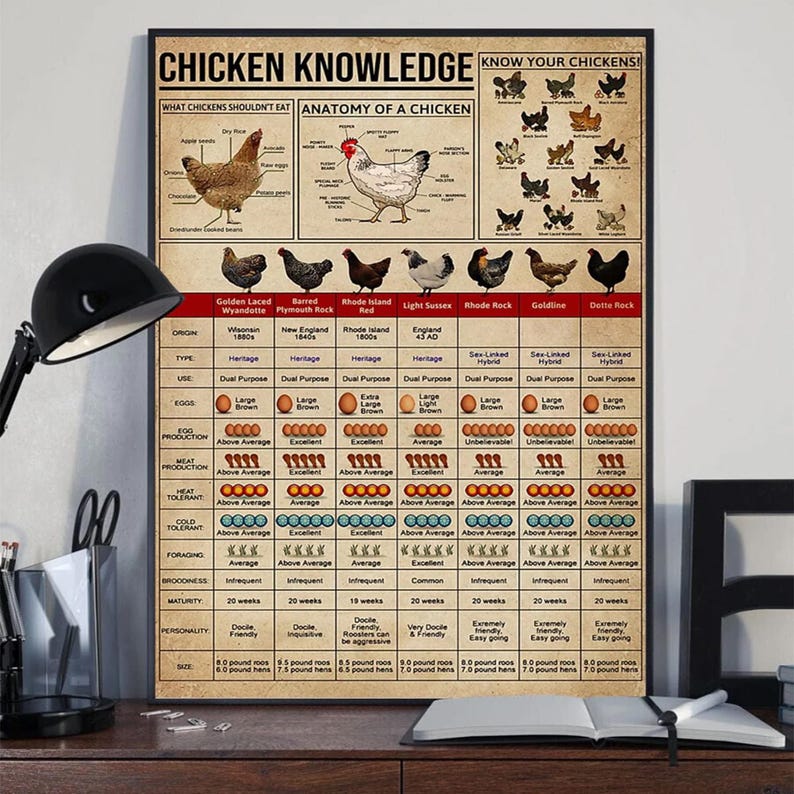 Chicken Knowledge Poster, Anatomy of A Chicken, Farmhouse Chicken ...