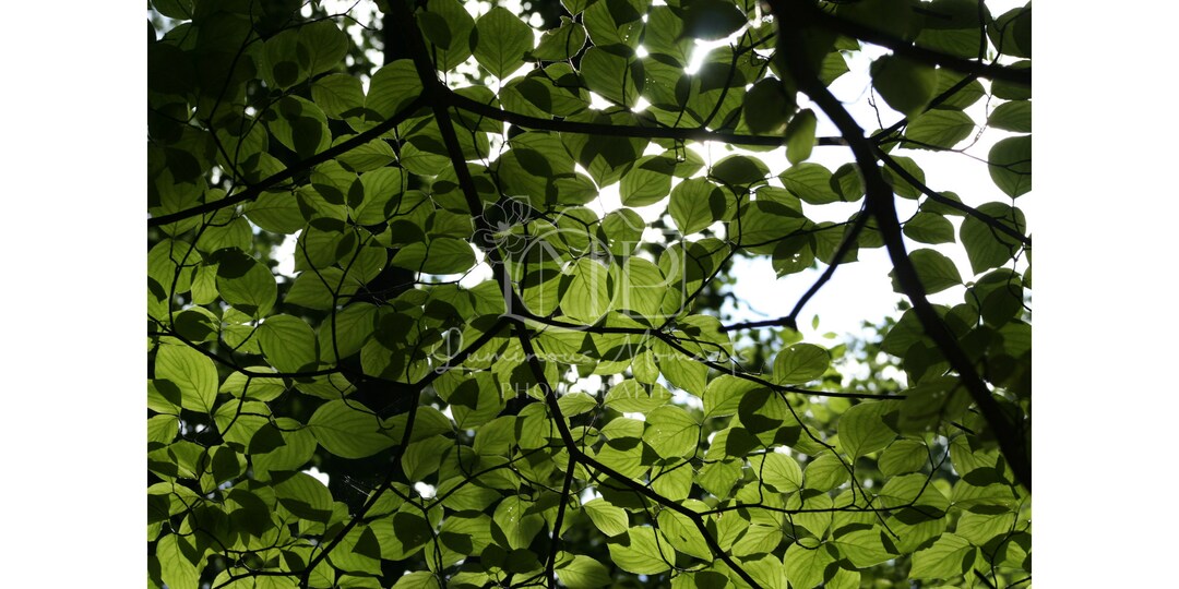 Botanical Art Print, Nature Photography, Green Home Decor, Tree Canopy ...
