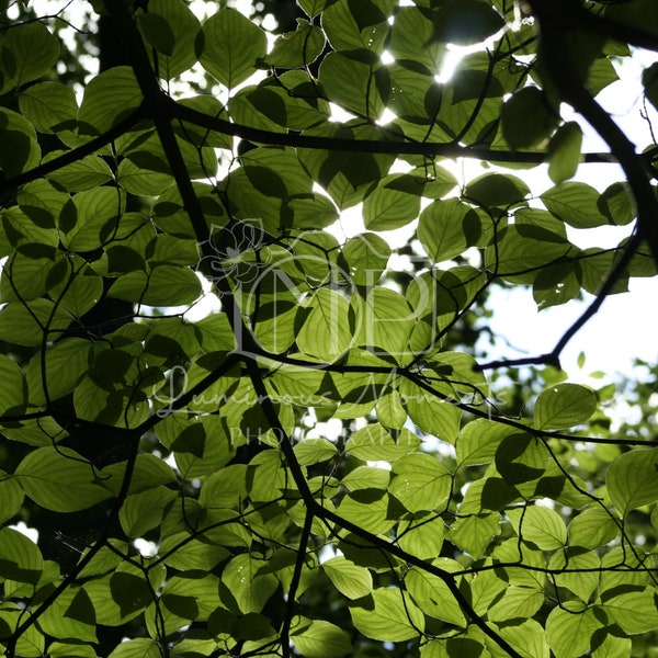 Tree Canopy - Etsy