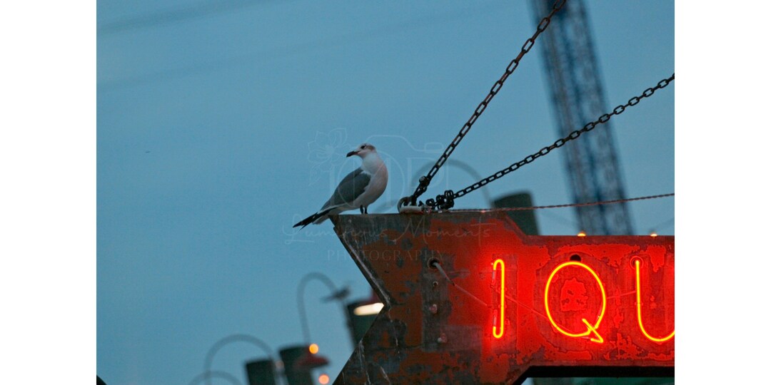 Boardwalk | Nature Photography Print, Neon Sign, Bird Poster - Etsy