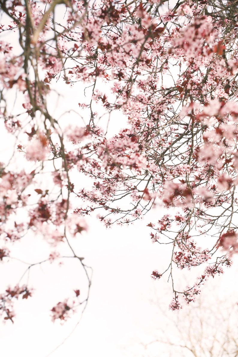 Cherry Blossom Tree Print Instant Download Floral | Etsy