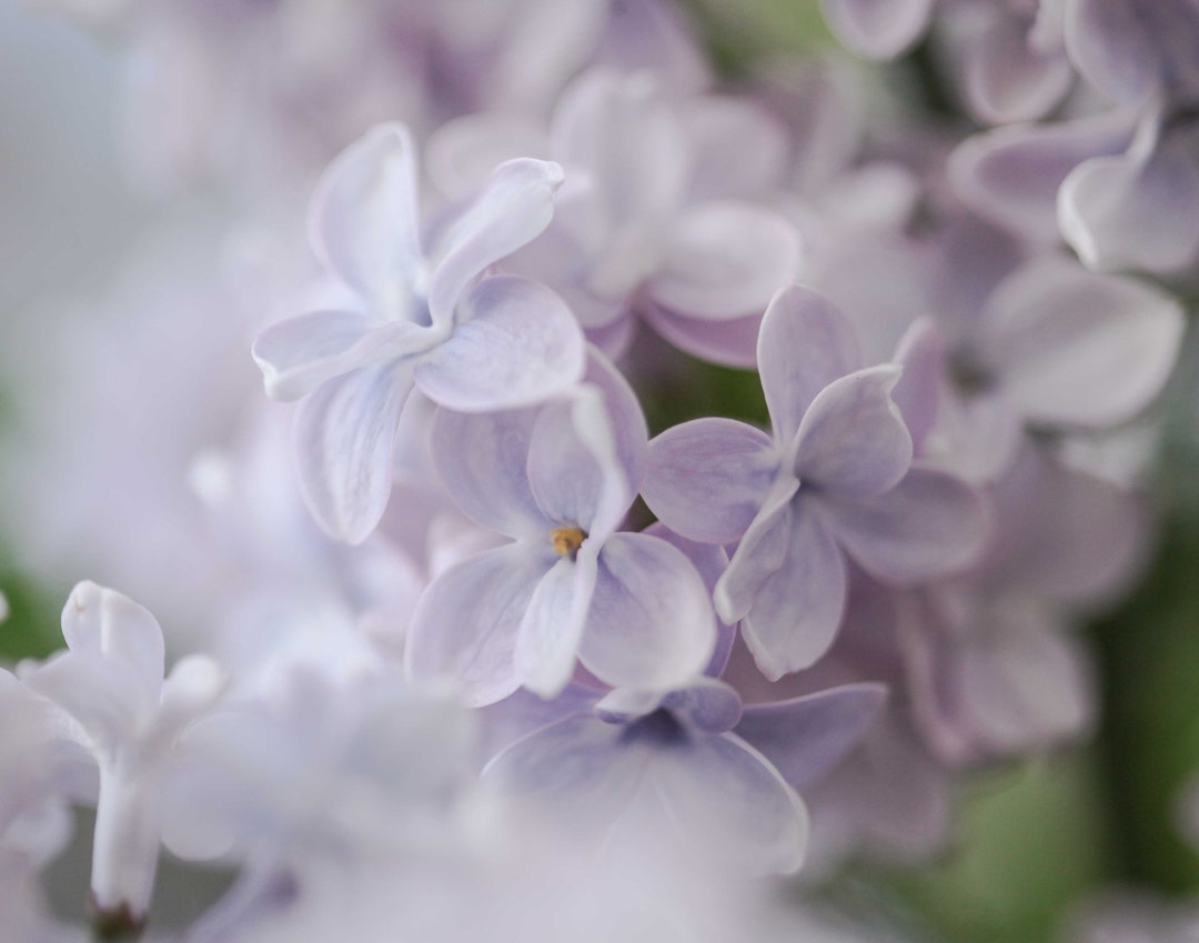 Lilac Print, Instant Download, Digital Art Print, Lilac Poster, Floral ...